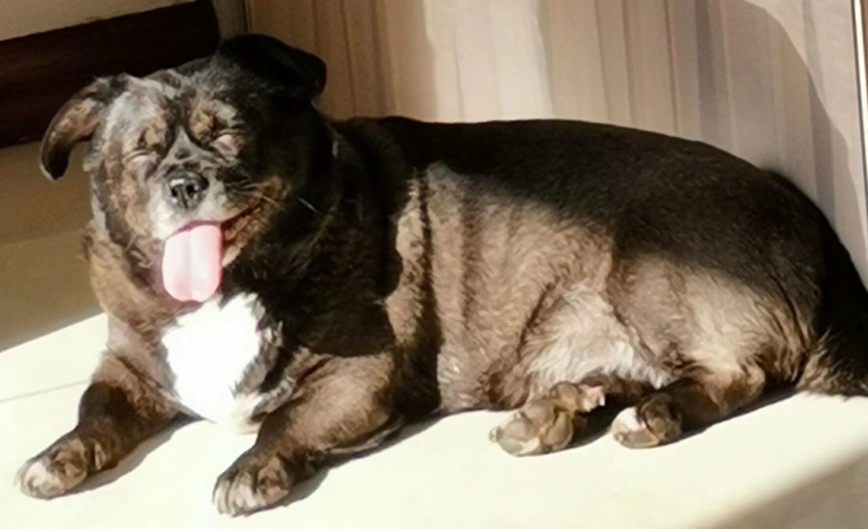 Category: AI - 西江月:Tree-emperor